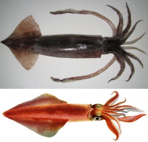 Καλαμάρι ή θράψαλο; | HellasFishing