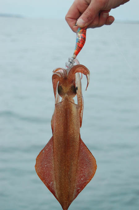 Καλαμάρι ή θράψαλο; | HellasFishing
