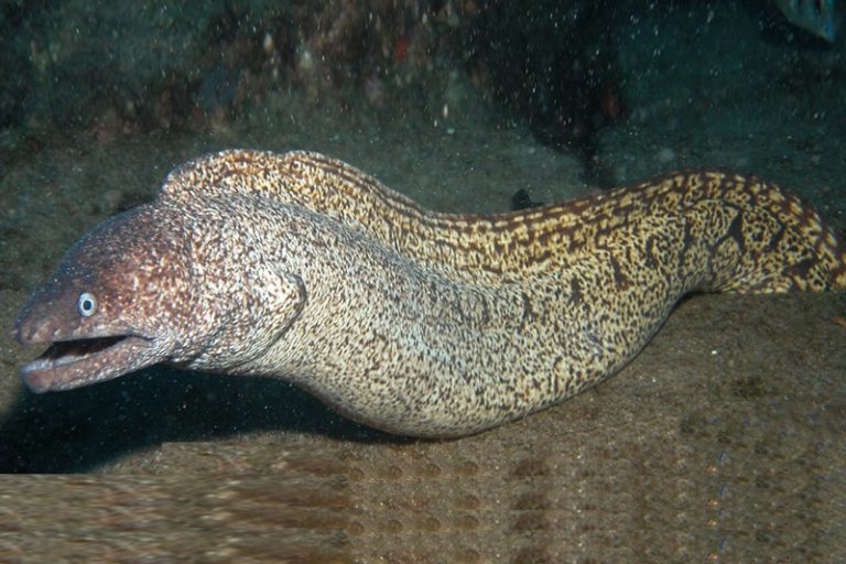 Σμέρνα | HellasFishing