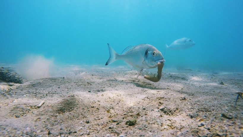 Τσιπούρα και πως να την ψαρέψετε. | HellasFishing